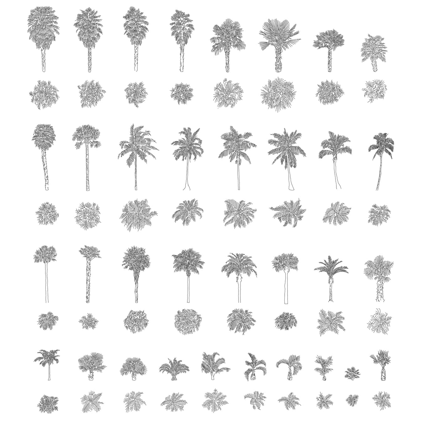 Palms DWG CAD Blocks in Plan and Elevation – Cadnature